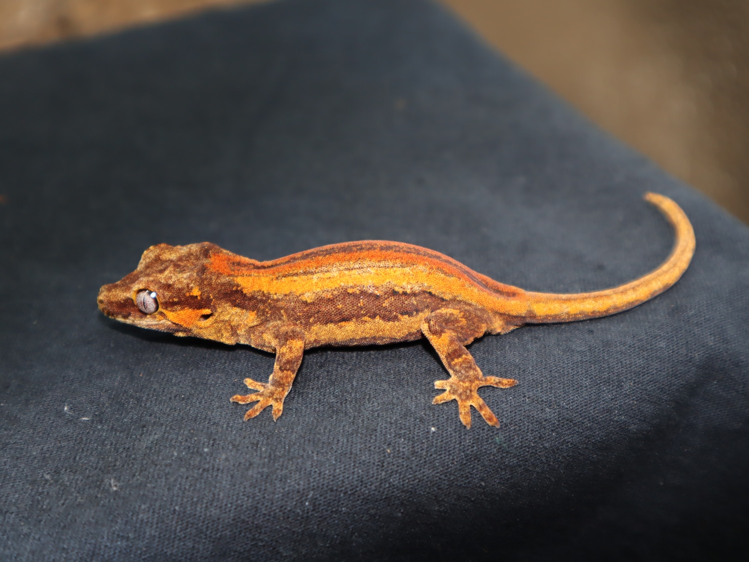 Gargoyle (Red Stripe) (GG122) Gargoyle Gecko by BB's crested geckos inc ...