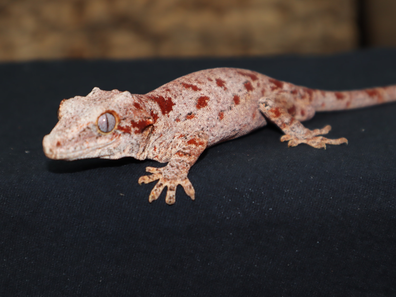 Gargoyle (Super Red Blotch) (GG136*) Gargoyle Gecko by BB's crested ...