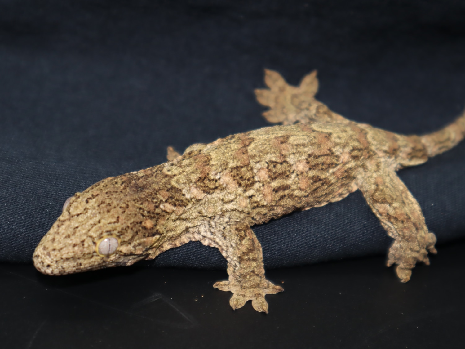 Leachianus (GTA X DM) (LB257) Leachianus Gecko by BB's crested geckos ...