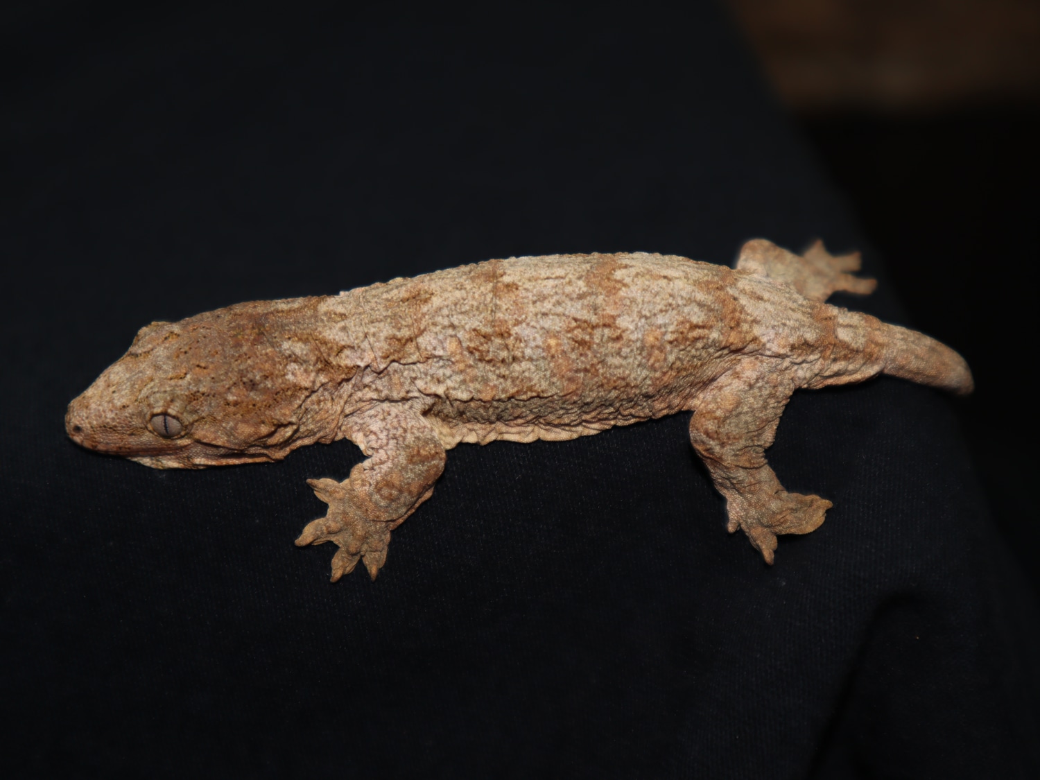 Leachanius Gecko (Pink Moro) (LB258) Leachianus Gecko by BB's crested ...