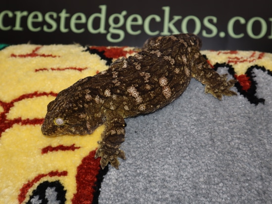 Nuu Ami Breeder - Grub Leachianus Gecko by BB's crested geckos inc