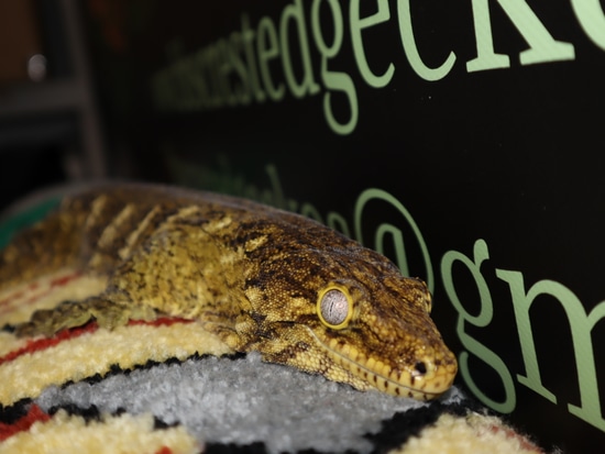 Mt. Koghis Leachianus Leachianus Gecko by BB's crested geckos inc