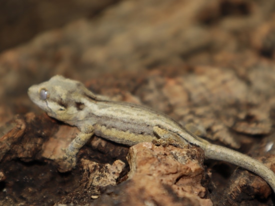 Yellow Stripe Gargoyle (GG163) Gargoyle Gecko by BB's crested geckos inc