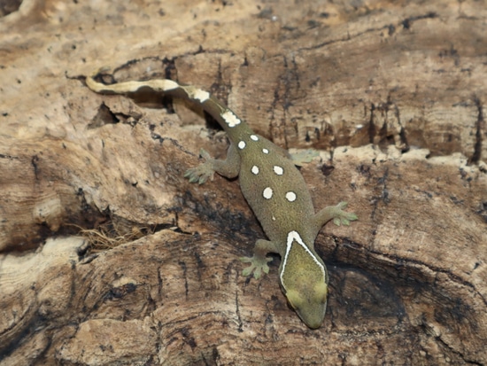 Sarasinorum Gecko White Collar 7 Spots (SG19) More Gecko by BB's ...