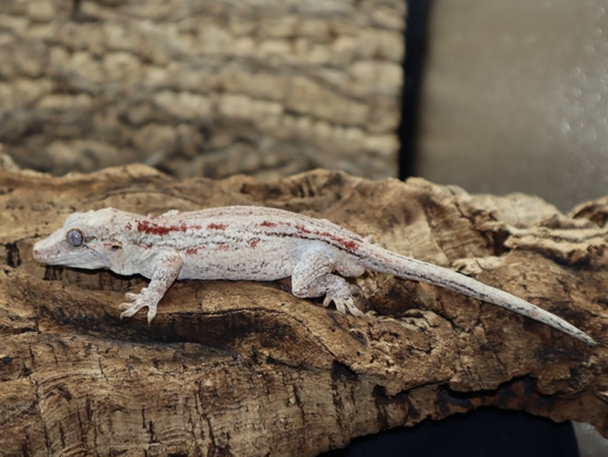 White Base Red Stripe Gargoyle (GG181) Gargoyle Gecko by BB's crested ...
