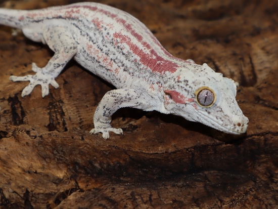Pink Base Red Stripe Gargoyle (GG189) Gargoyle Gecko by BB's crested ...