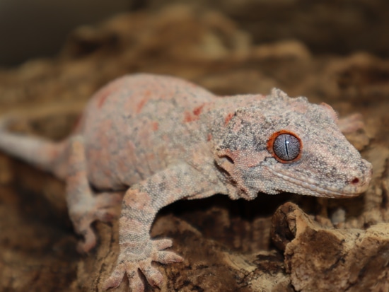 Pink Base Red Blotch Gargoyle *Proven Male* (GG205) Gargoyle Gecko by ...