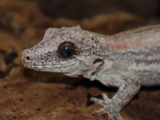 Orange Stripe Phantom Eye Gargoyle *Proven Male* (GG206) Gargoyle Gecko ...