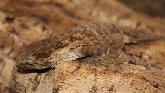 *Melanistic Leachianus* (LB372) Leachianus Gecko by BB's crested geckos inc