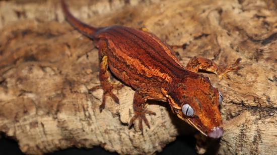 Red Stripe Super Red Garg Gargoyle Gecko by BB's crested geckos inc