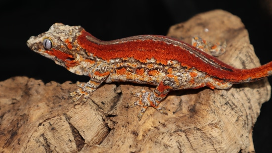 Super Red Stripe Gargoyle Gecko by BB's crested geckos inc