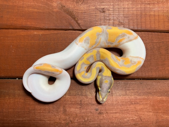 Coral Glow Pied Ball Python by BBS Reptiles
