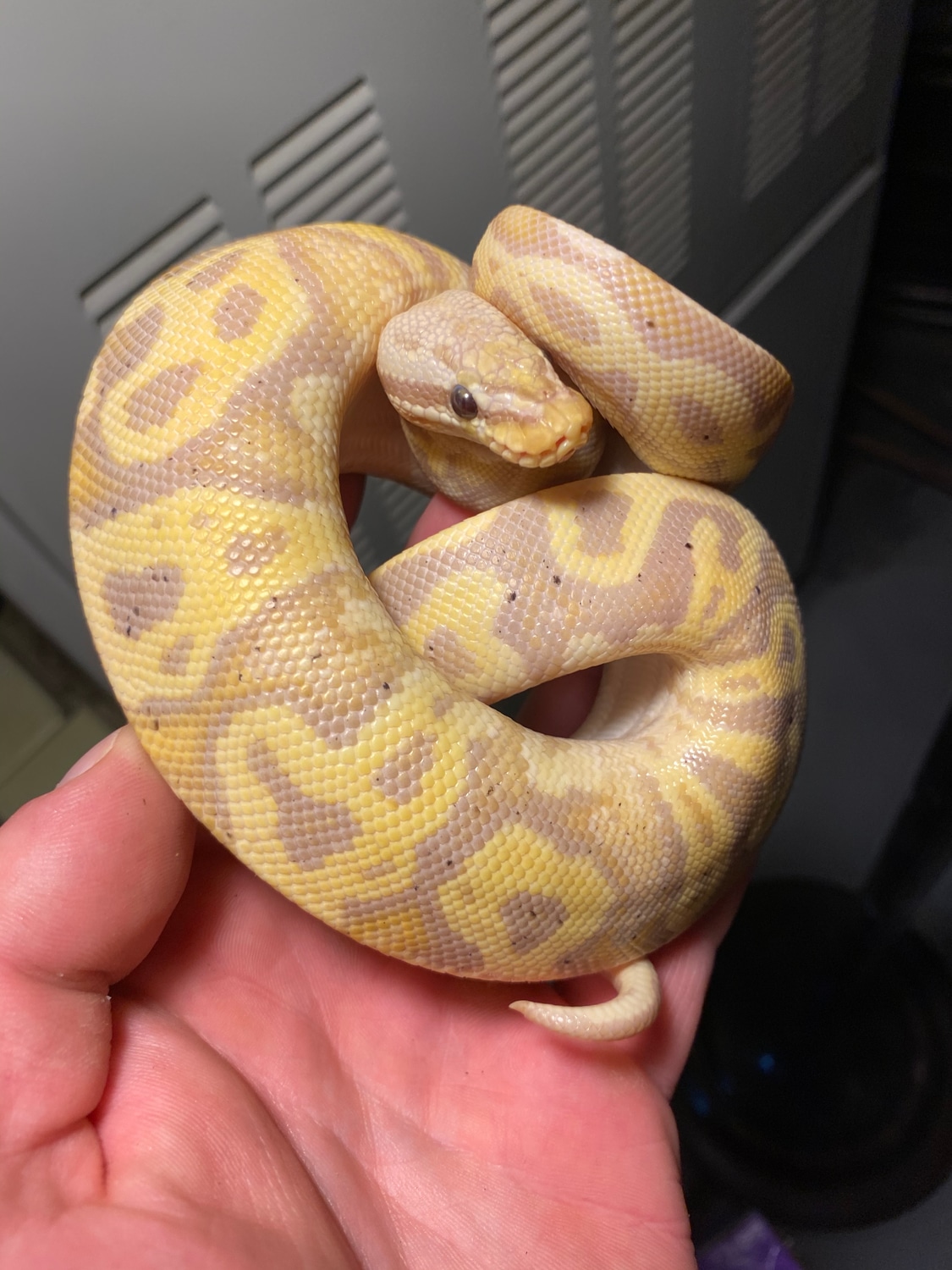 Super Pastel Banana Leopard Ball Python by Cassella Constrictors - MorphMarket