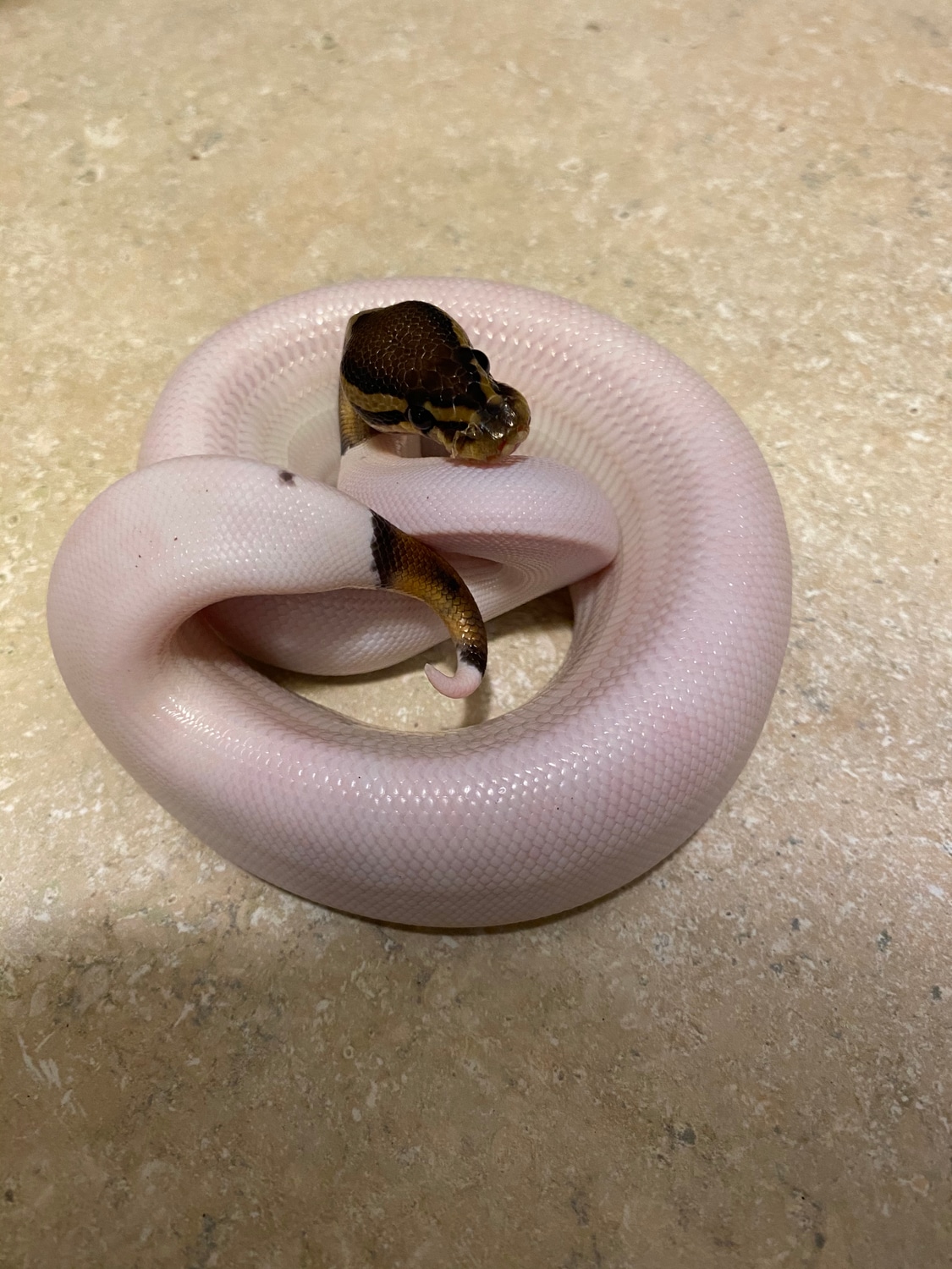 Black Pastel Pied Ball Python by Cassella Constrictors - MorphMarket