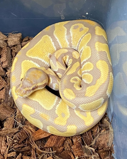 Camarillo Ball Python by Cassella Constrictors