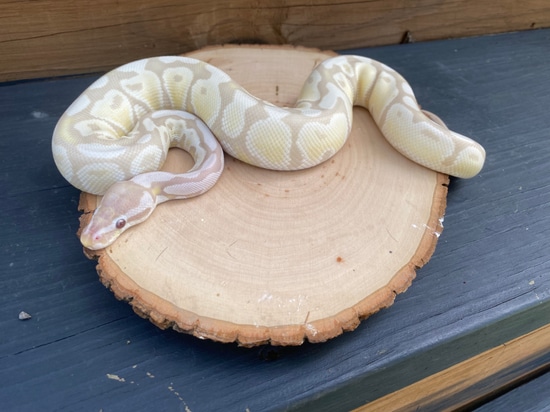 VPI Lavender Snow Ball Python by Cassella Constrictors