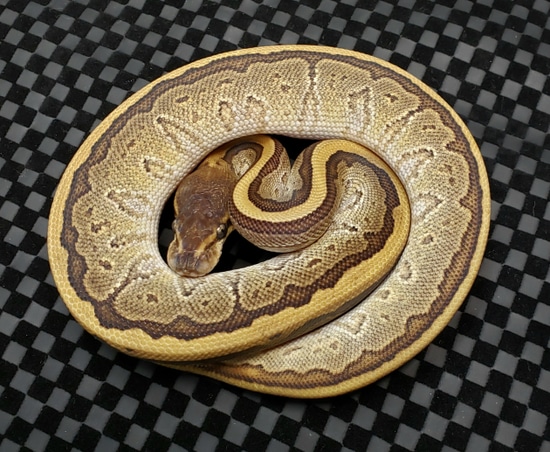 Jigsaw Ball Python by Driftless Reptiles