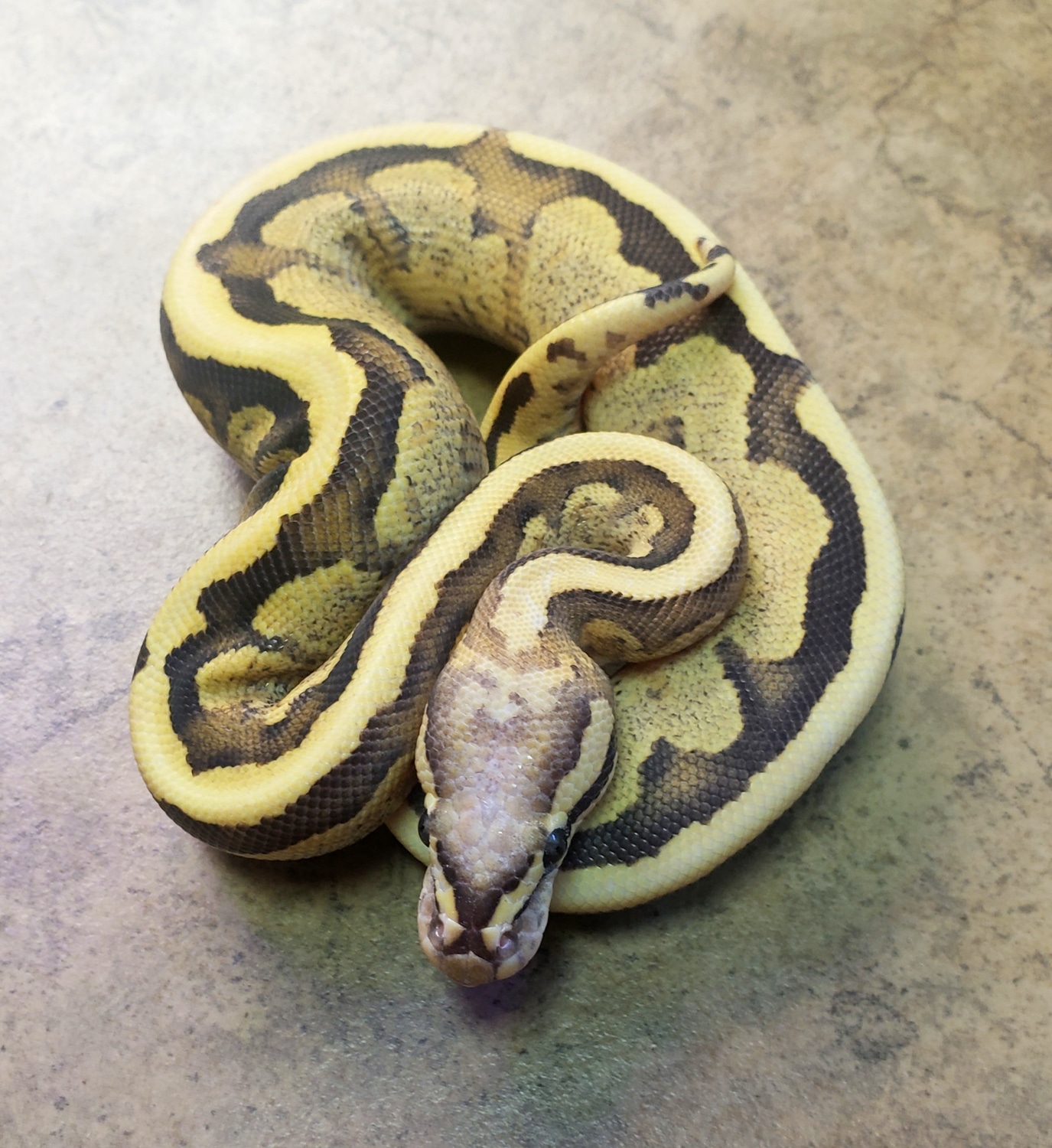 Vanilla Cream Ball Python by Driftless Reptiles - MorphMarket