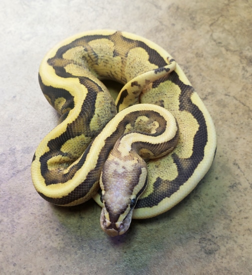 Vanilla Cream Ball Python by Driftless Reptiles