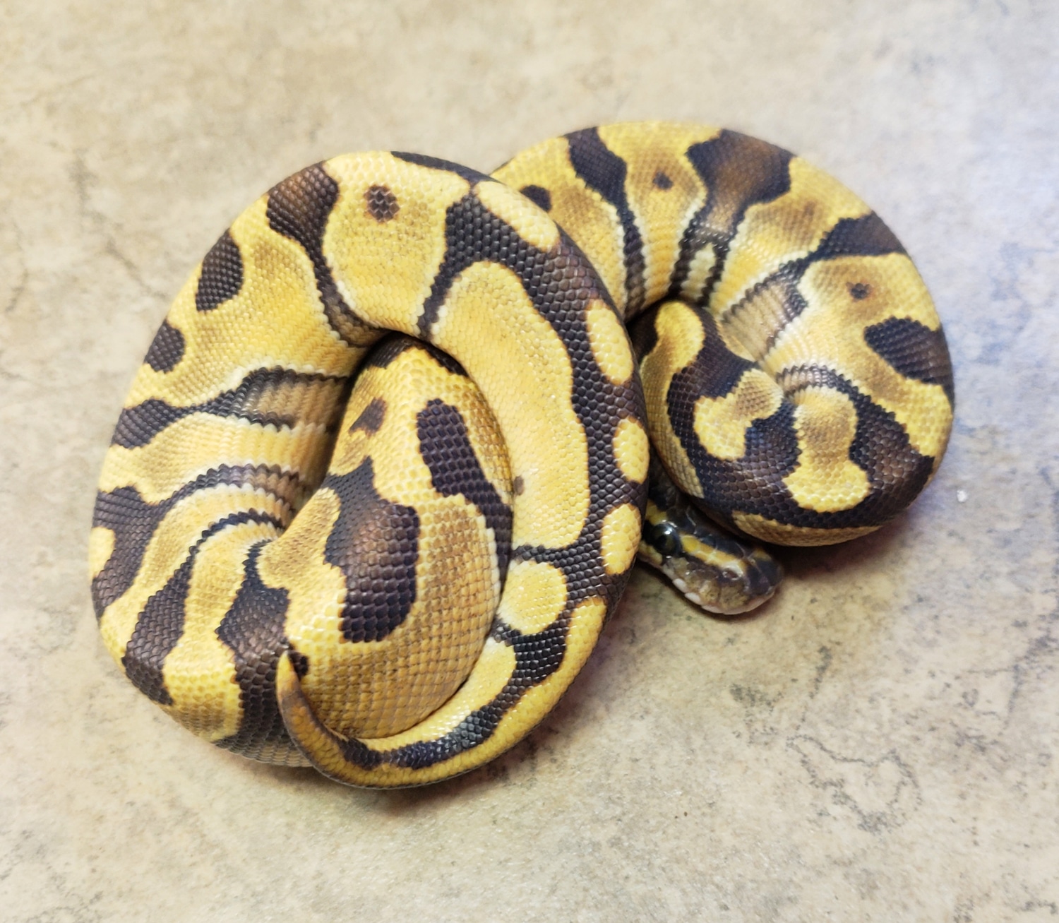 Enchi Phantom Het Albino Ball Python by Driftless Reptiles - MorphMarket