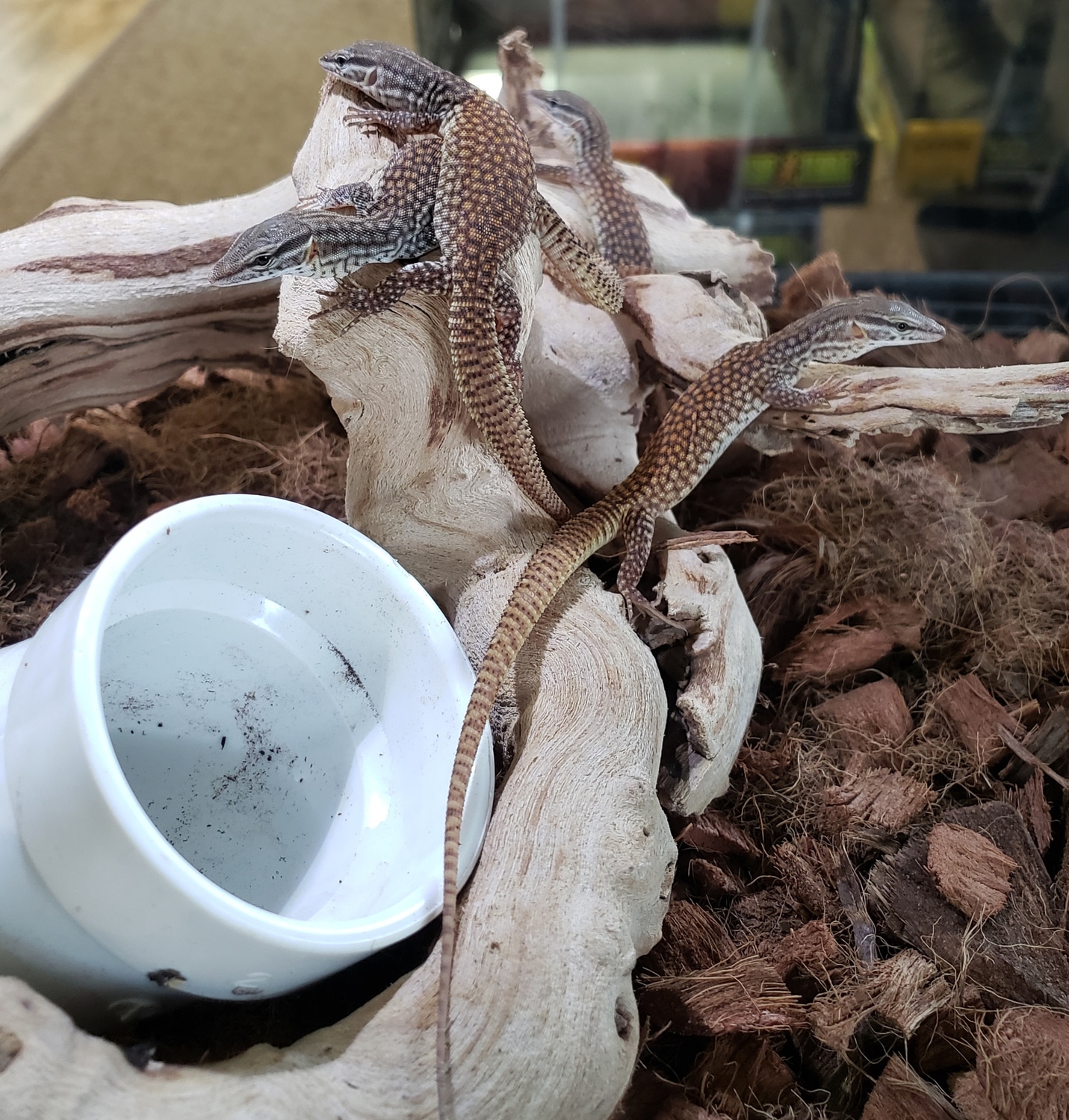 Red Ackie Monitor Spiny-Tailed Monitor by Driftless Reptiles - MorphMarket