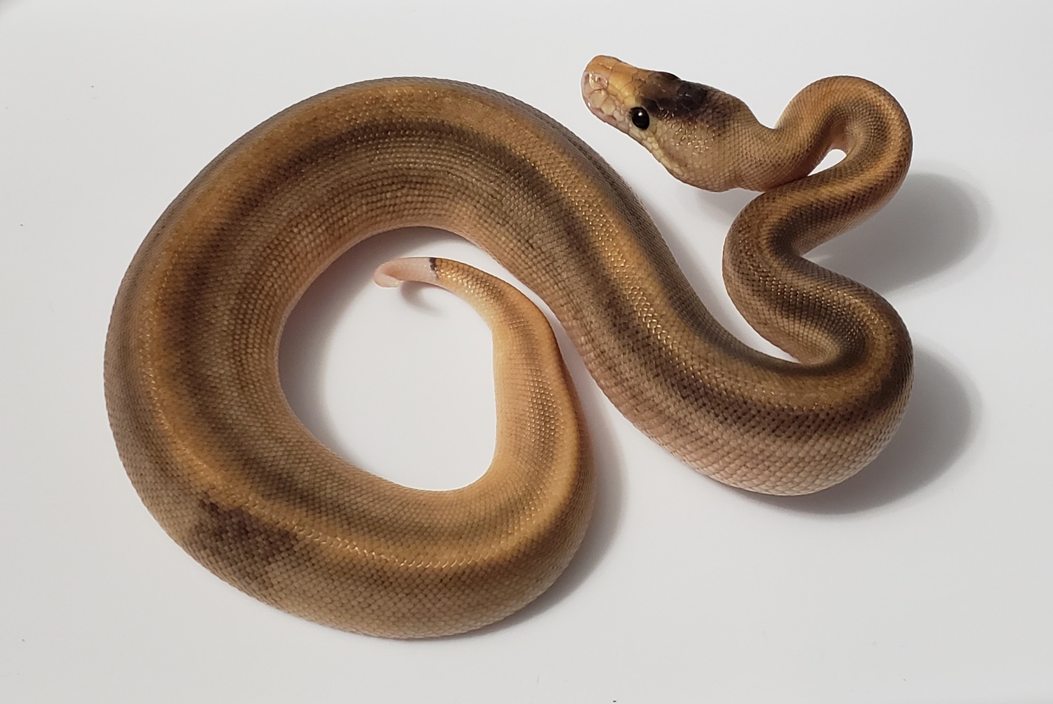 Cinnamon Champagne Ball Python by Driftless Reptiles - MorphMarket