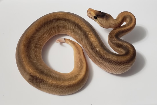 Cinnamon Champagne Ball Python by Driftless Reptiles