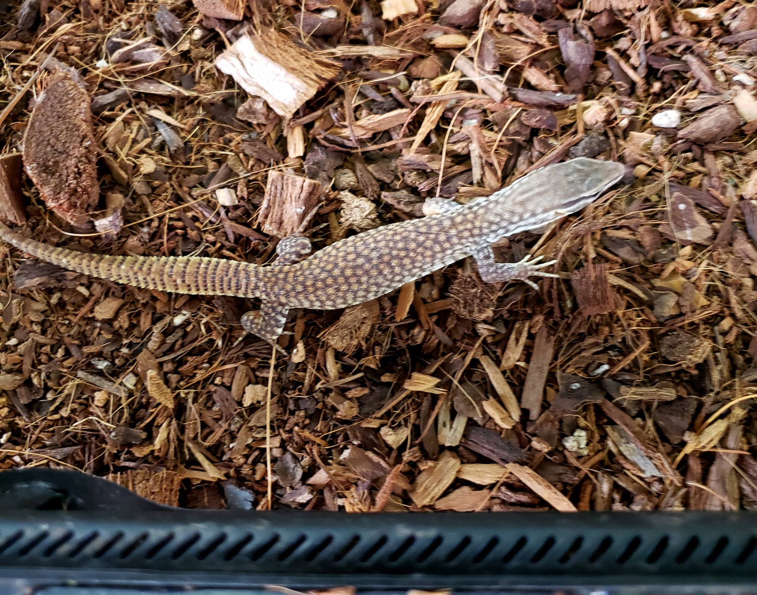 Red Ackie Monitor Spiny-Tailed Monitor by Driftless Reptiles - MorphMarket