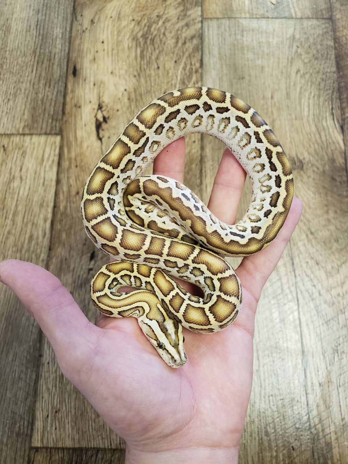 Hypo Het Granite Burmese Burmese Python by Driftless Reptiles - MorphMarket