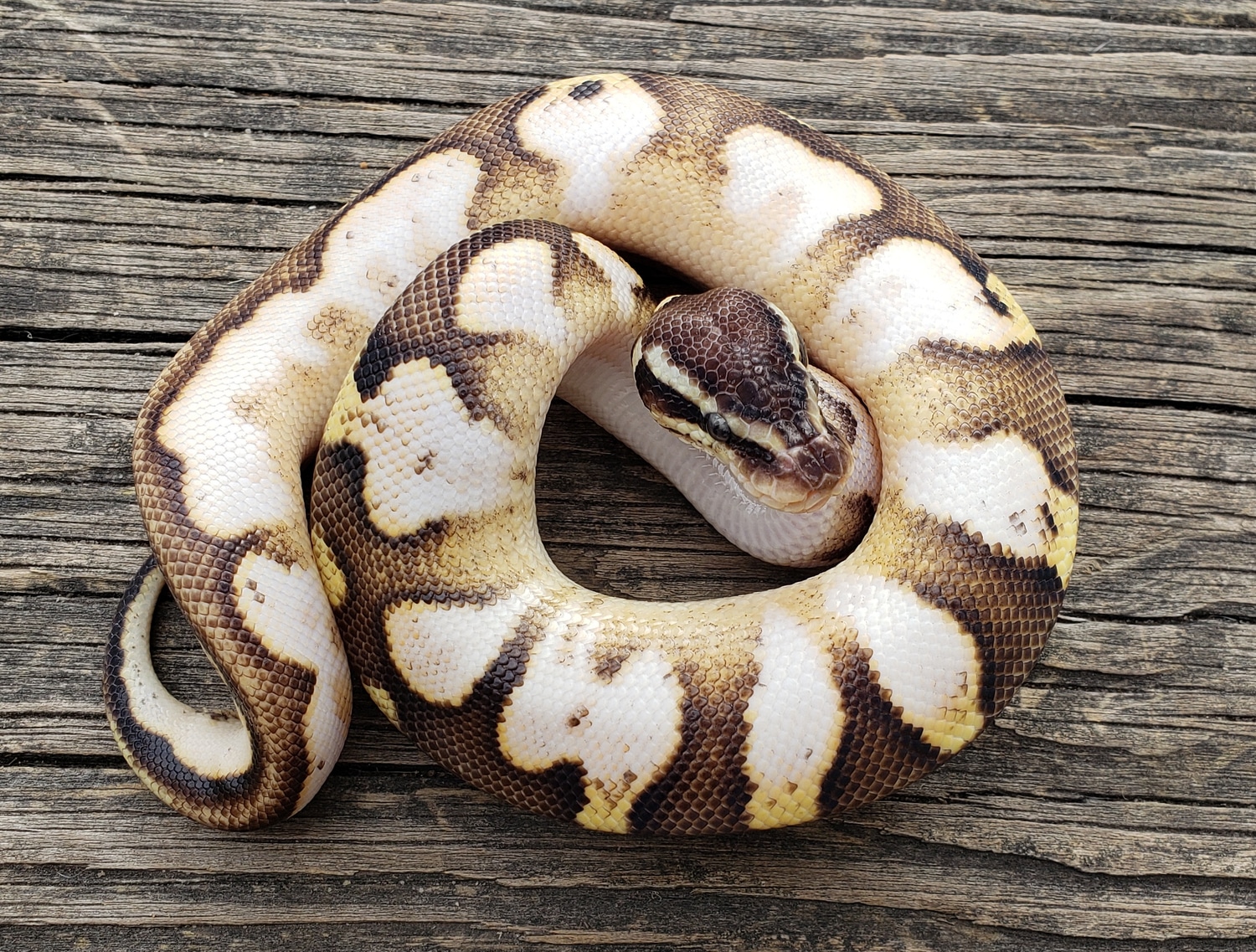 Pastel Calico Ball Python by Driftless Reptiles - MorphMarket