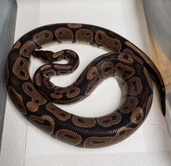 Normal Female Ball Python by Driftless Reptiles