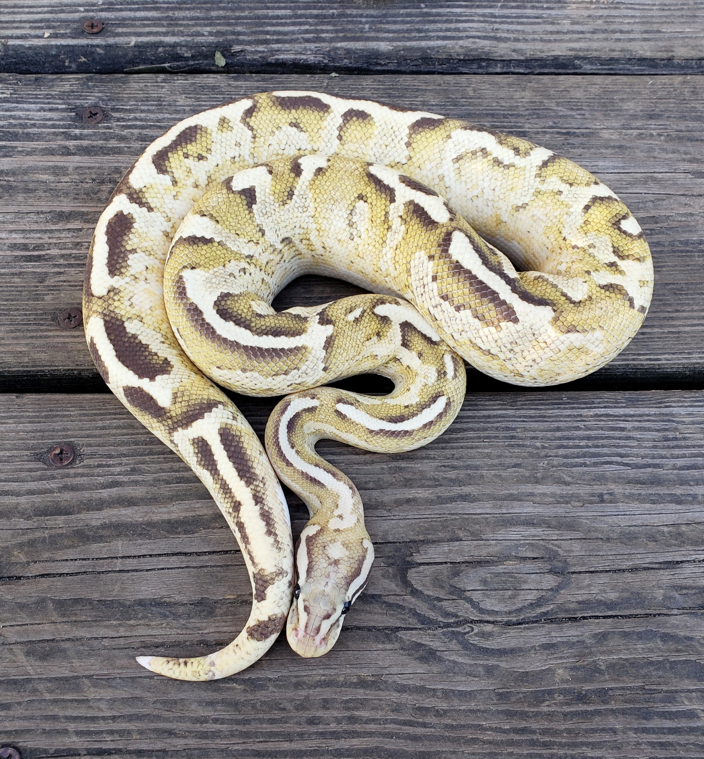 Disco Fire Ball Python by Driftless Reptiles - MorphMarket