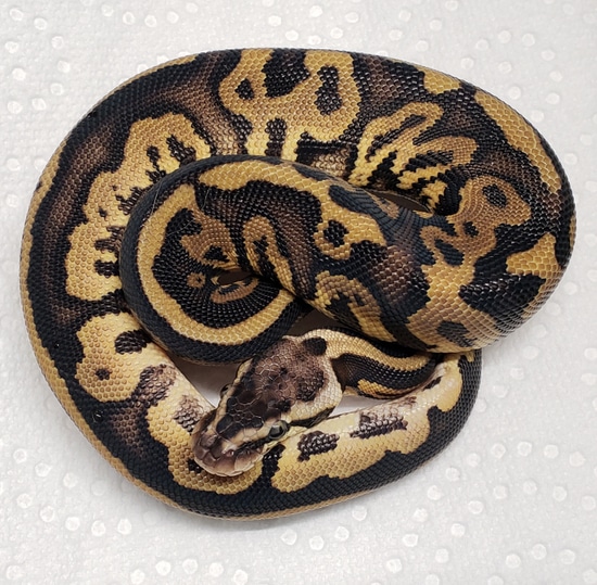 Pastel Leopard Probable Granite/dinker Ball Python by Driftless Reptiles