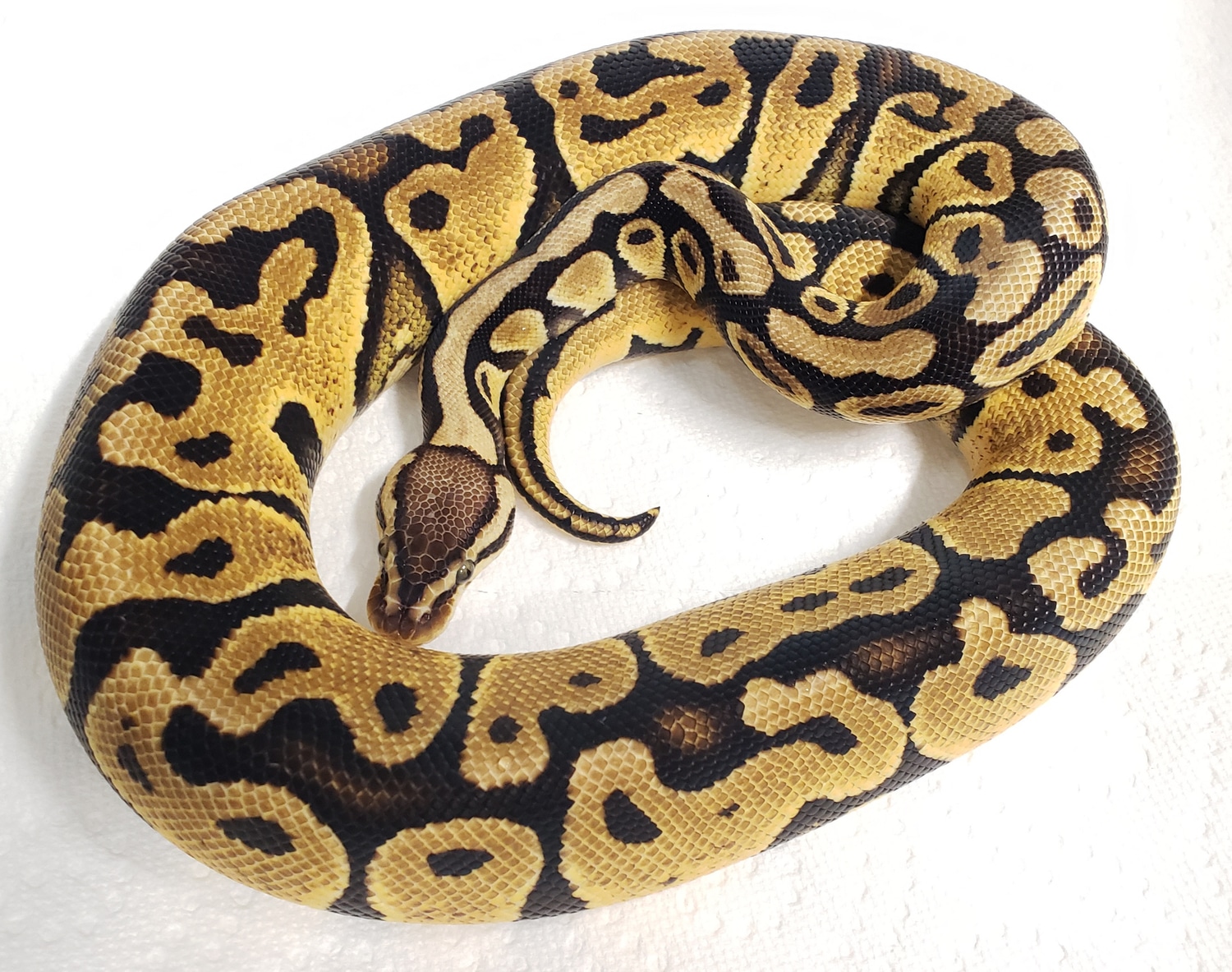 Pastel Yellowbelly Ball Python by Driftless Reptiles - MorphMarket