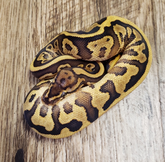 Leopard Fire Special Possible Granite Ball Python by Driftless Reptiles