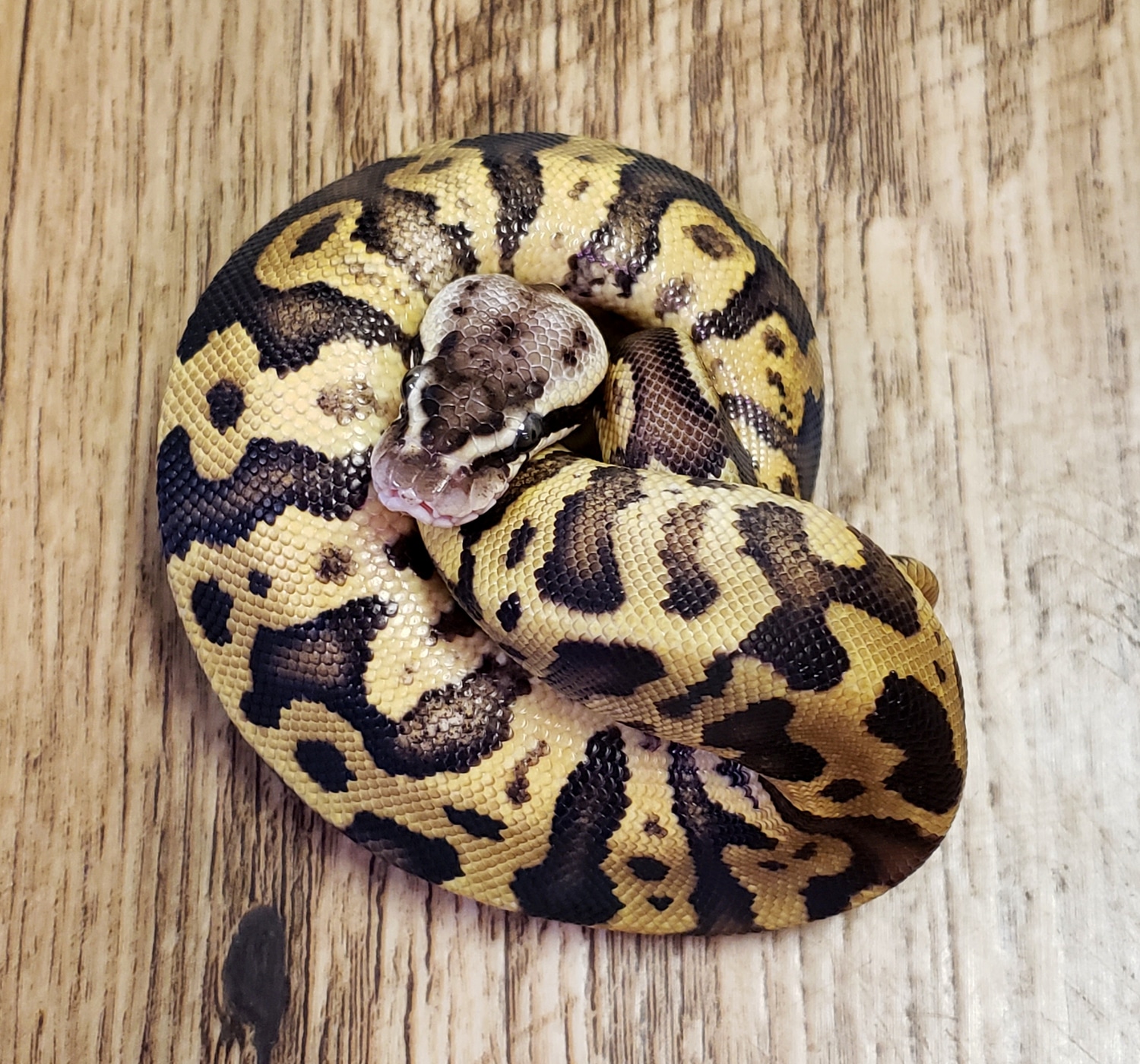 Pastel Leopard Special Possible Granite Ball Python by Driftless ...