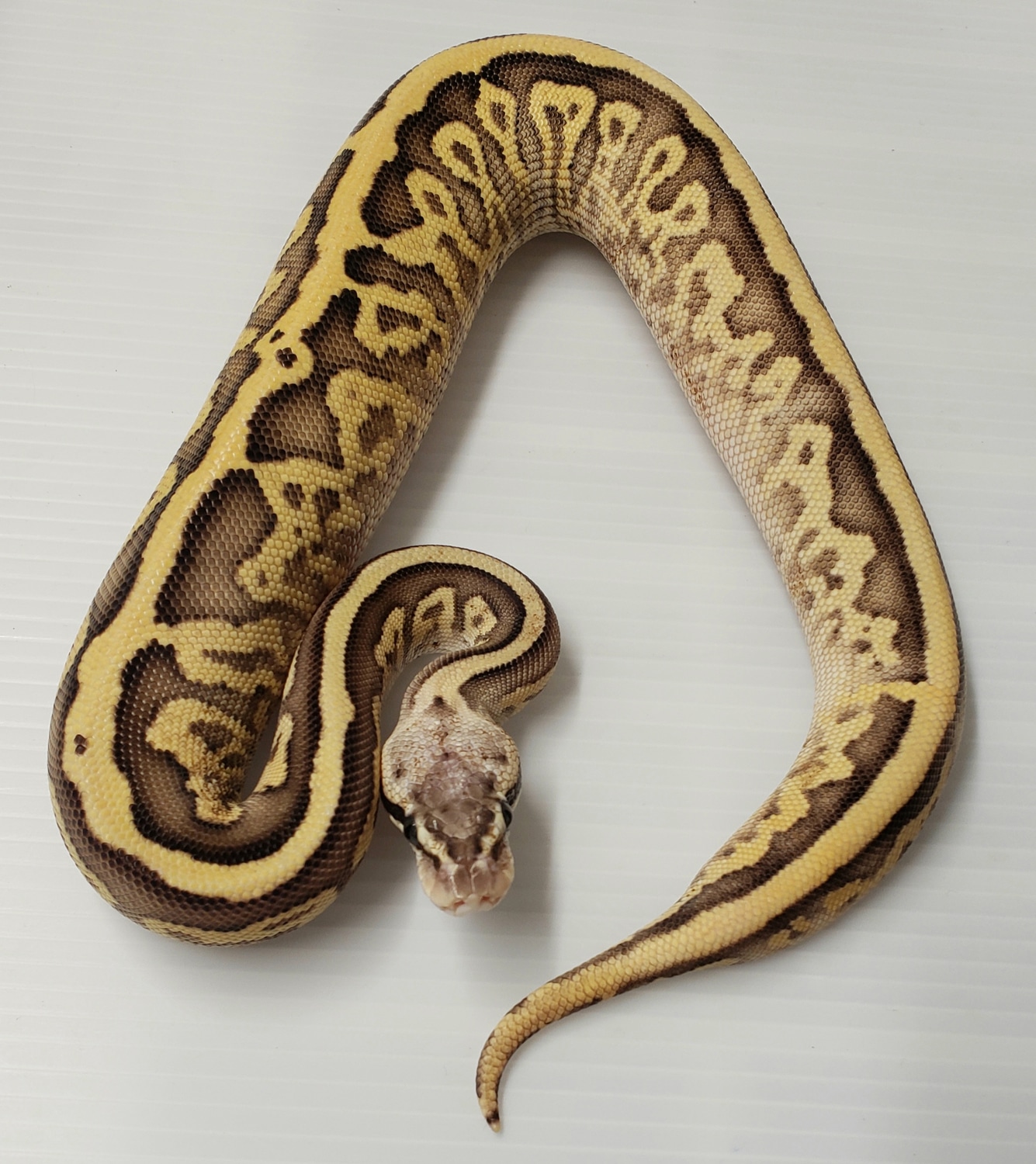 Pastel Fire Leopard Special Granite Ball Python by Driftless Reptiles ...