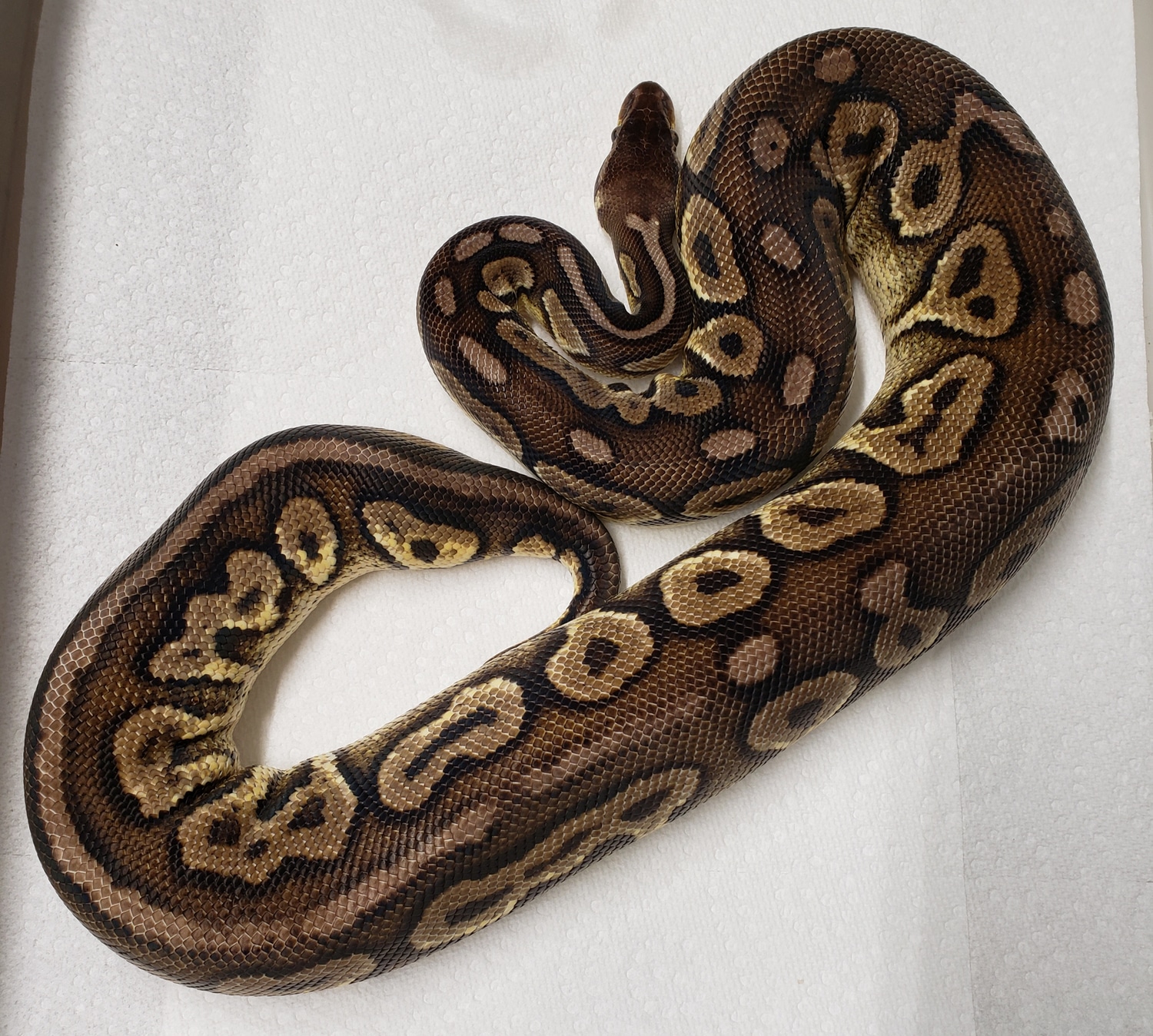 Pastel Cinnamon Ball Python by Driftless Reptiles - MorphMarket