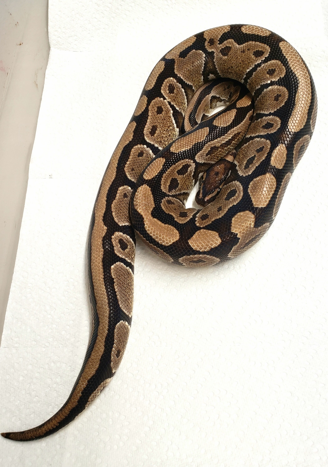 Specter Granite Ball Python by Driftless Reptiles - MorphMarket