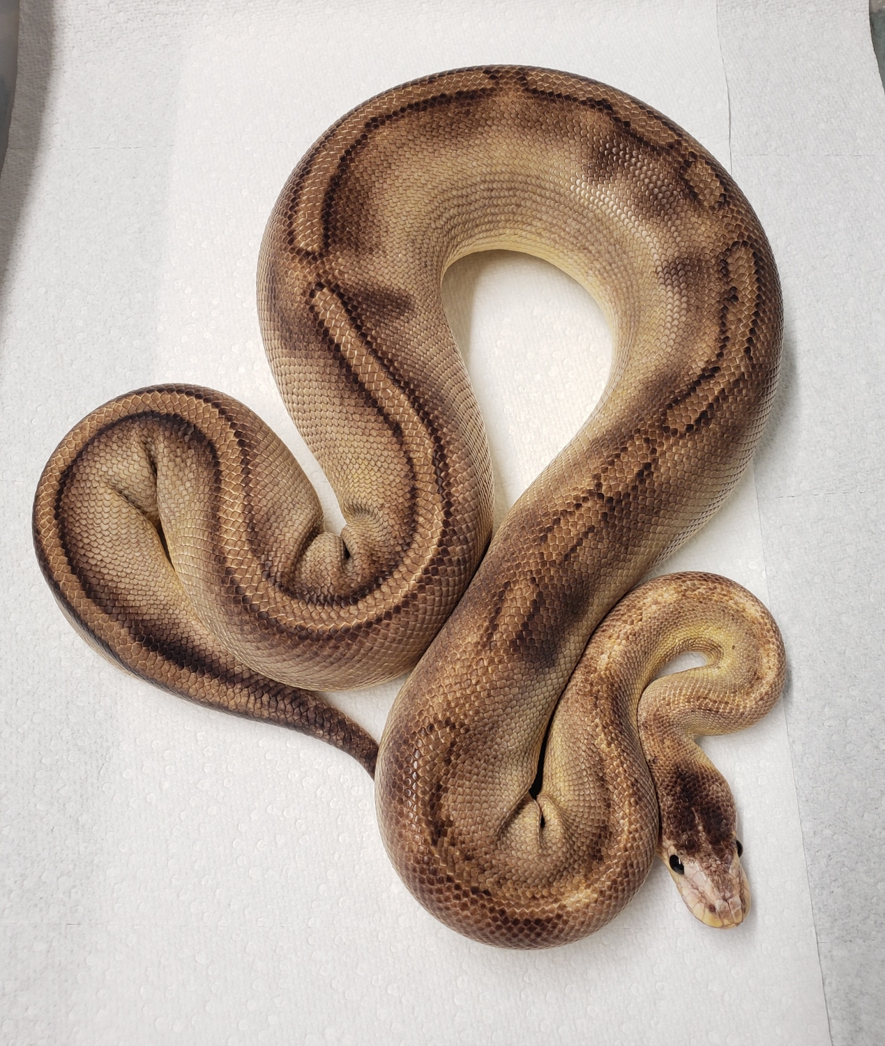 Champagne Ball Python by Driftless Reptiles - MorphMarket