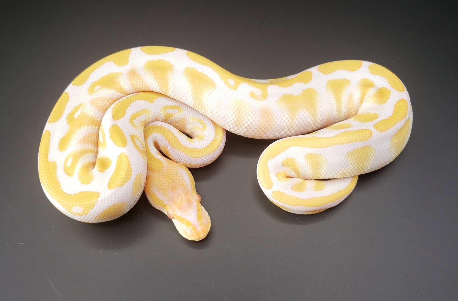 Albino Phantom Ball Python by Driftless Reptiles - MorphMarket