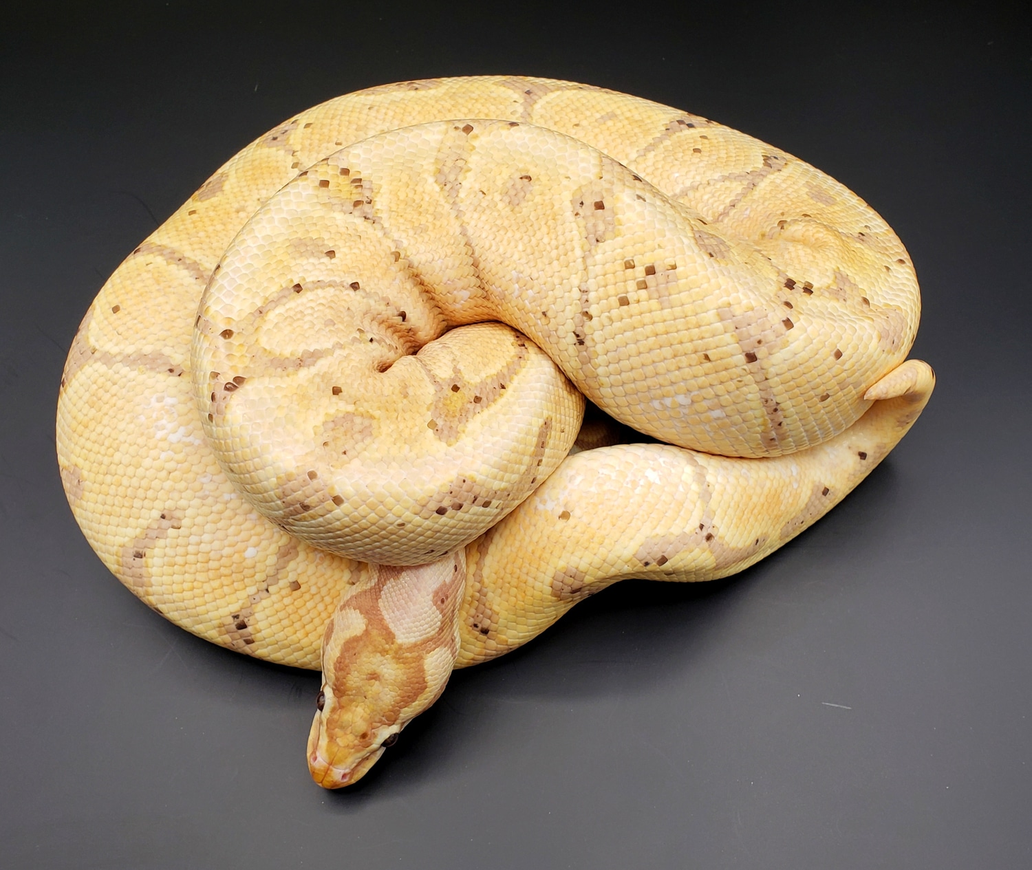 Banana Woma Ball Python by Driftless Reptiles - MorphMarket