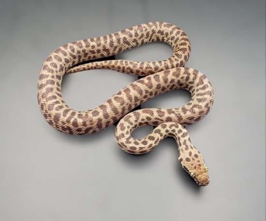 Children's Python by Driftless Reptiles