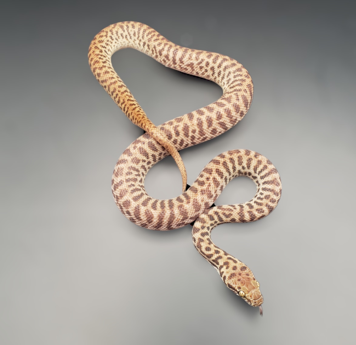 Children's Python by Driftless Reptiles - MorphMarket