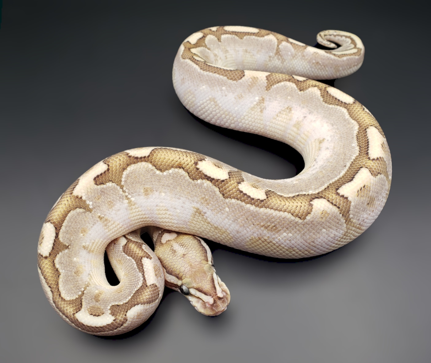 Bamboo Pastel Yellowbelly Ball Python by Driftless Reptiles - MorphMarket
