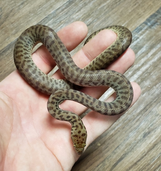Children's Python by Driftless Reptiles
