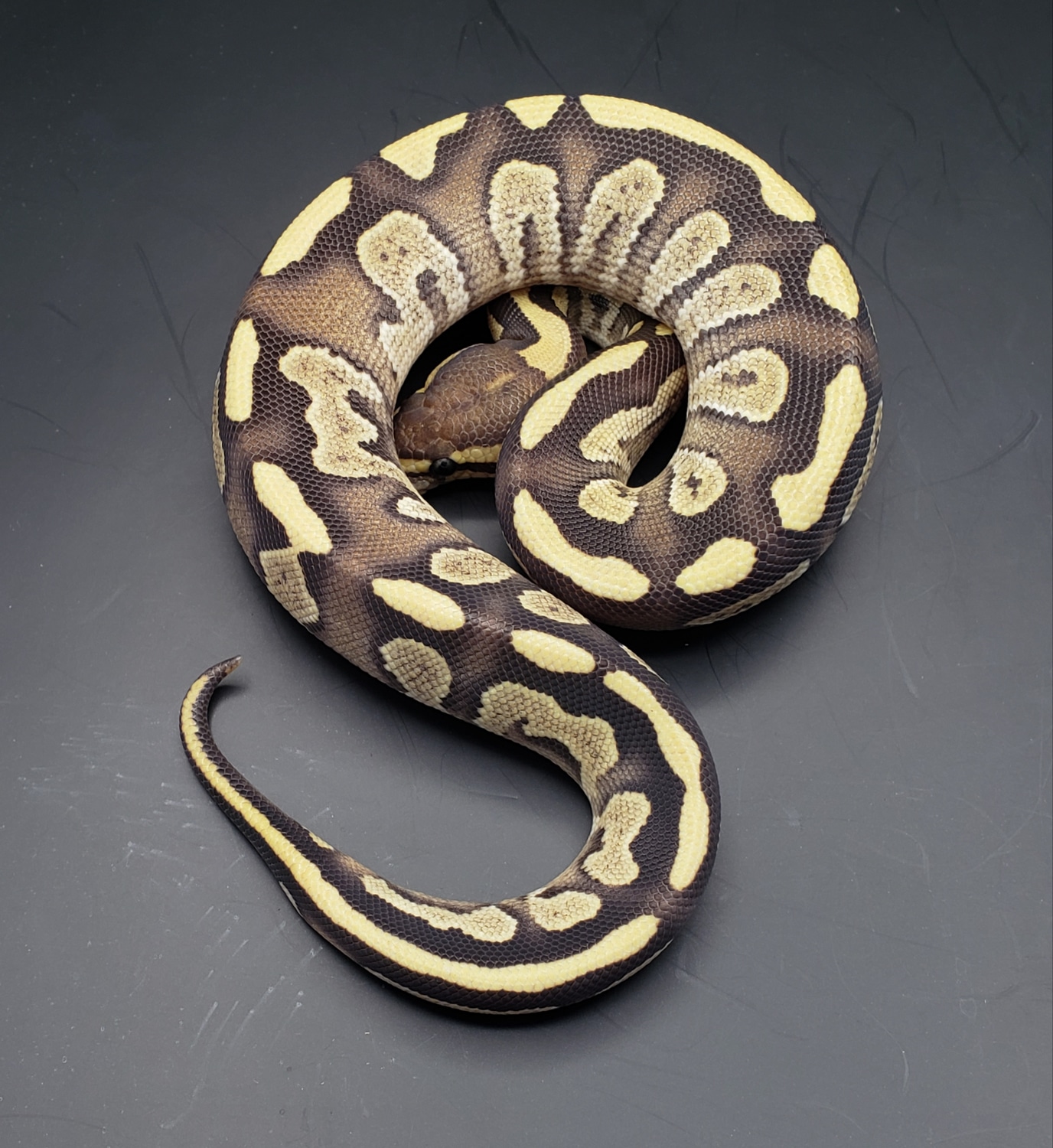 Fire Mojave 50% Desert Ghost 50% het Cryptic possible Mahogany