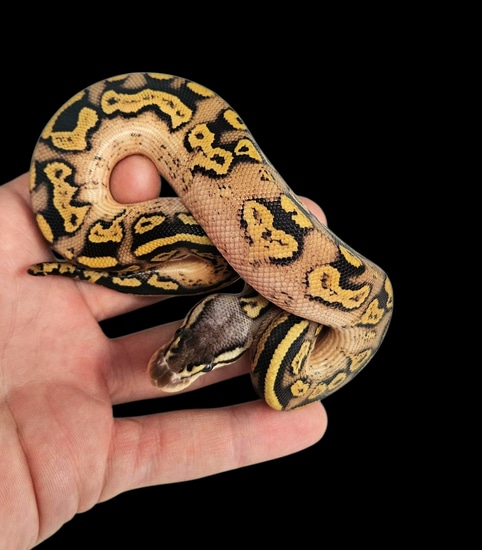 Pastel Bongo 50% Het Clown Ball Python by Driftless Reptiles