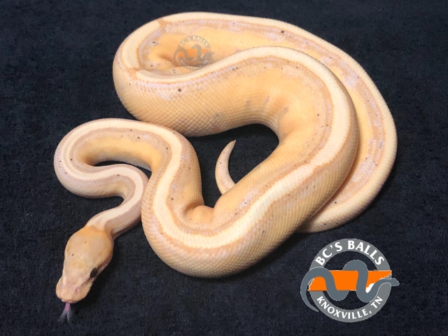 Banana Genetic Stripe Ball Python by BC's Balls - MorphMarket