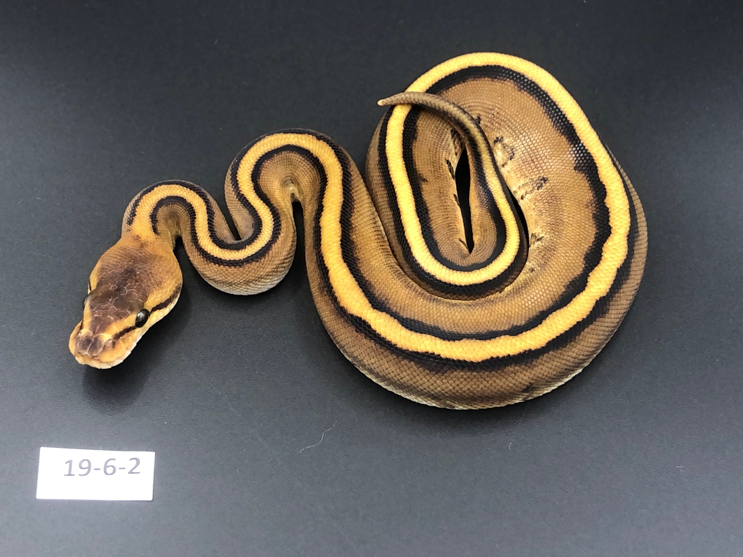 Genetic Stripe Pos Yellowbelly Ball Python by BC's Balls - MorphMarket